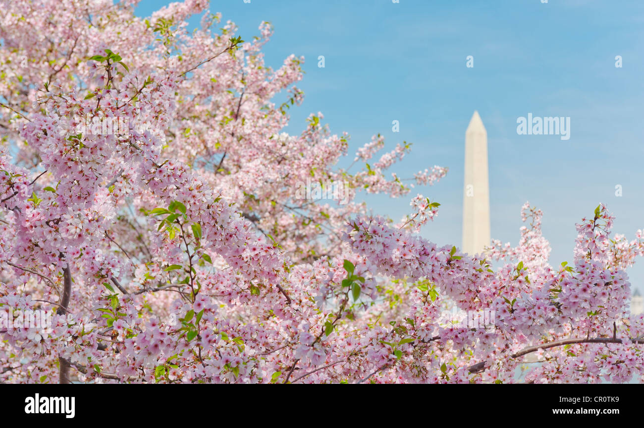 USA, Washington DC, Cherry blossom with Washington Monument in ...