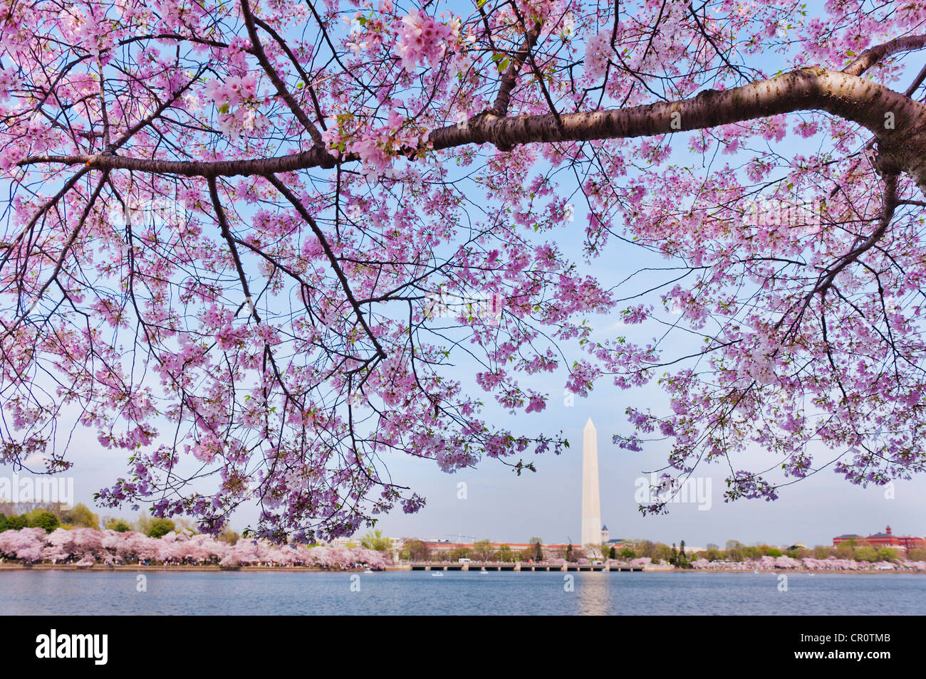 USA, Washington DC, Cherry tree in blossom with Jefferson Memorial in ...