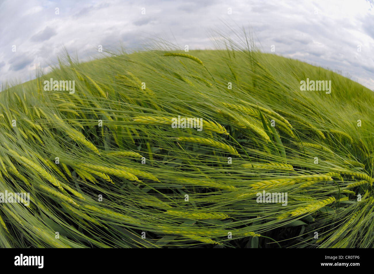 Fish eye barley hi-res stock photography and images - Alamy