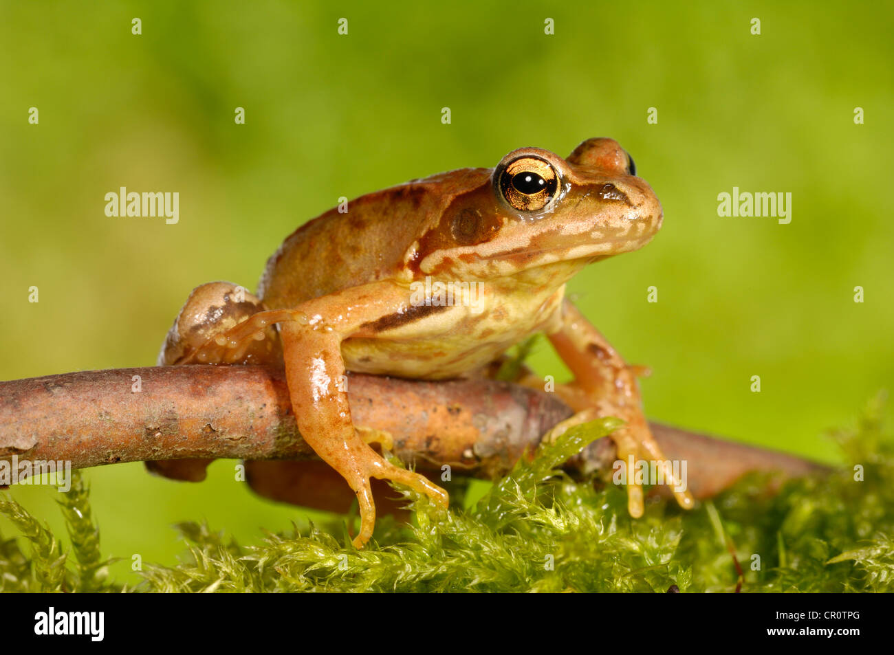 Common Frog (Rana temporaria Stock Photo - Alamy