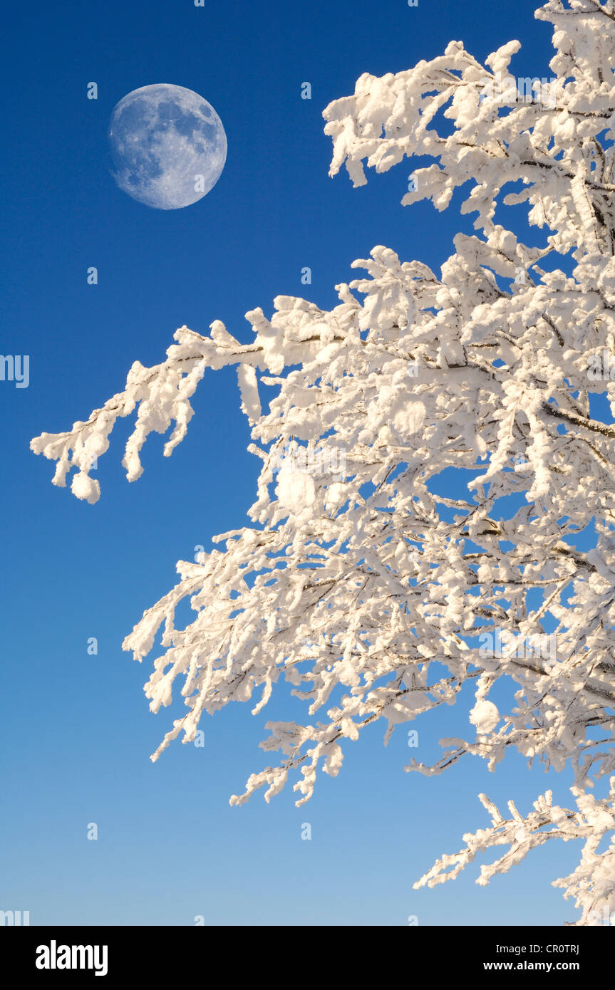 Moon above a Beech (Fagus) with frost and snow, Black Forest, Baden ...
