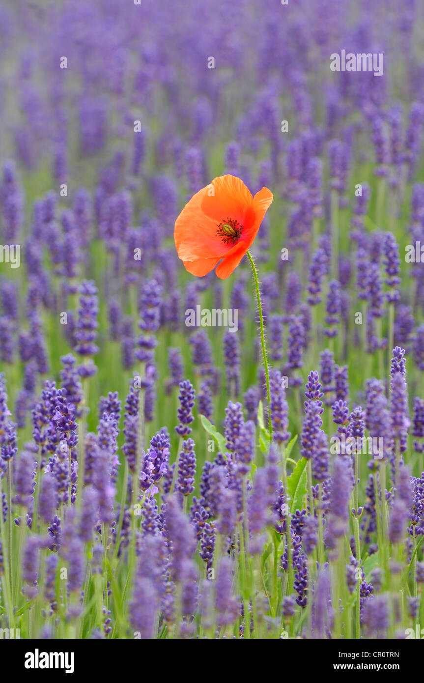 Lavender (Lavandula angustifolia) with Common Poppy or Corn Poppy ...
