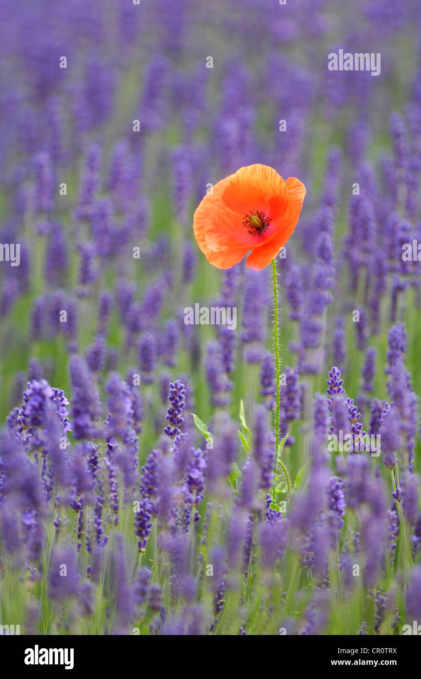 Lavender (Lavandula angustifolia) with Common Poppy or Corn Poppy ...
