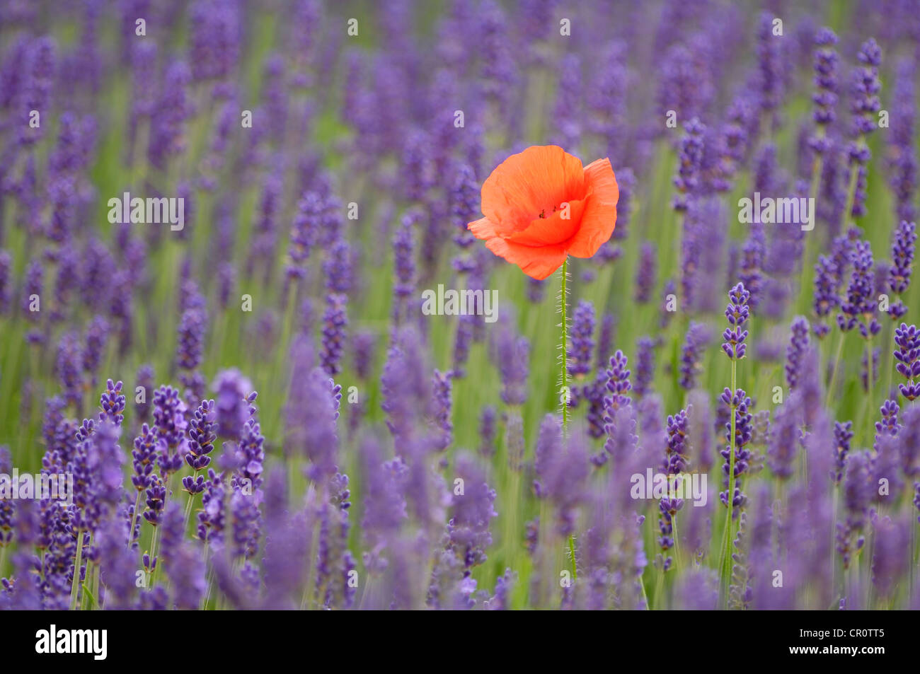 Lavender (Lavandula angustifolia) with Common Poppy or Corn Poppy ...