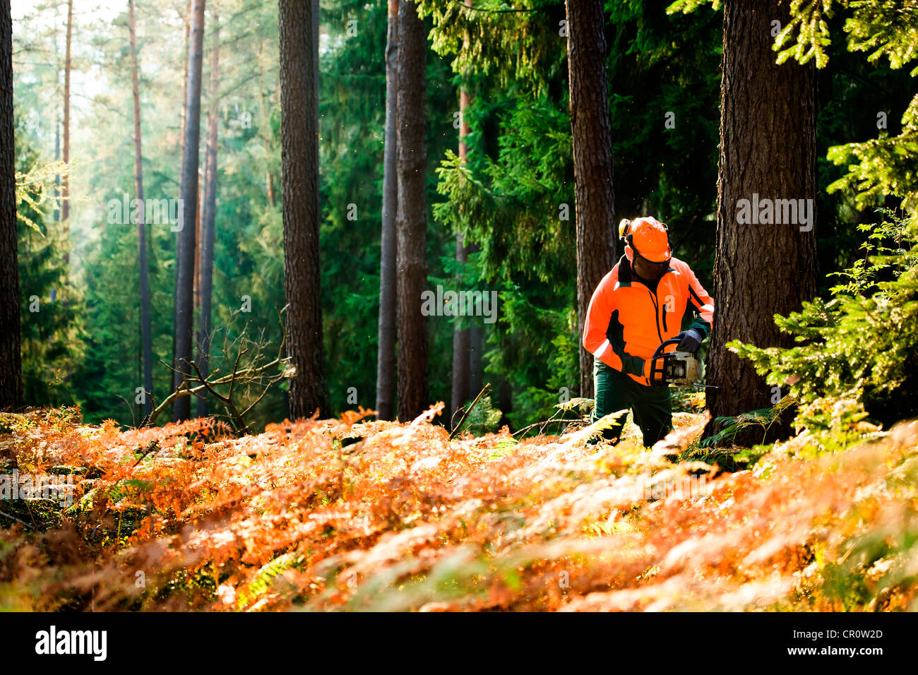 A woodcutter at work in the forest Stock Photo - Alamy
