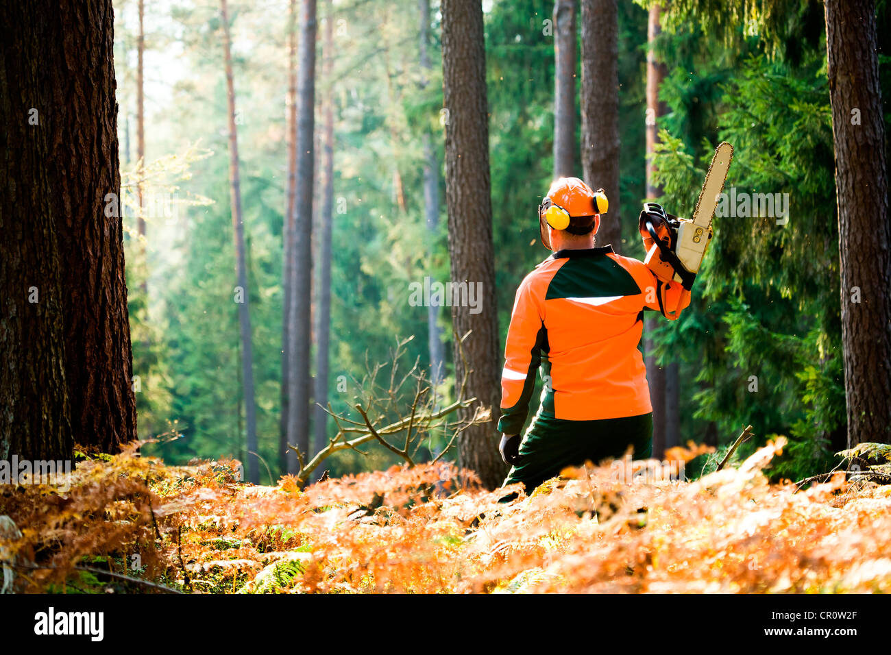 A woodcutter at work in the forest Stock Photo - Alamy