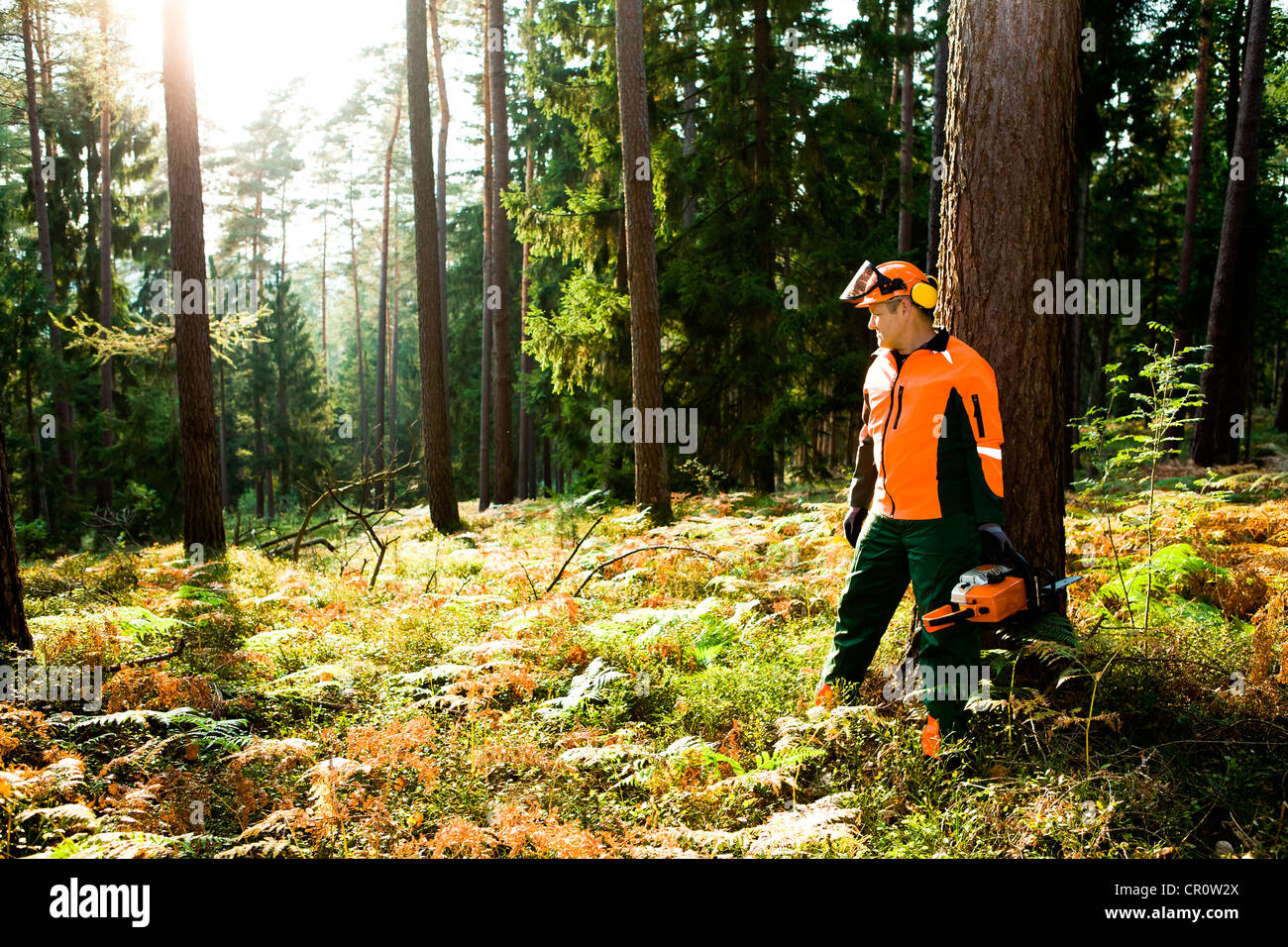 A woodcutter at work in the forest Stock Photo - Alamy