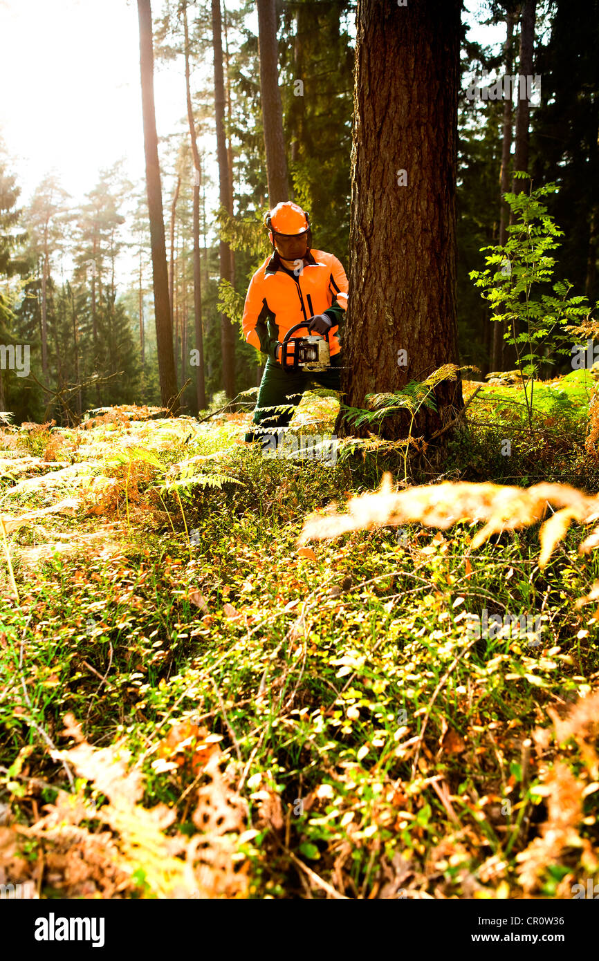 A woodcutter at work in the forest Stock Photo - Alamy