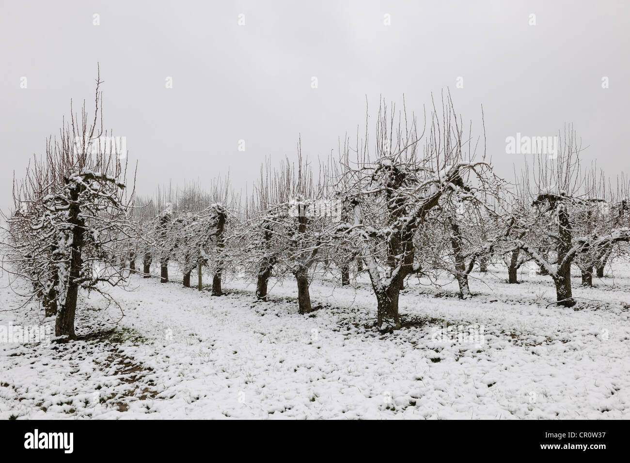 Baden baden germany winter hi-res stock photography and images - Alamy