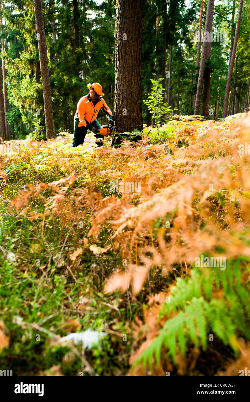 A woodcutter at work in the forest Stock Photo - Alamy