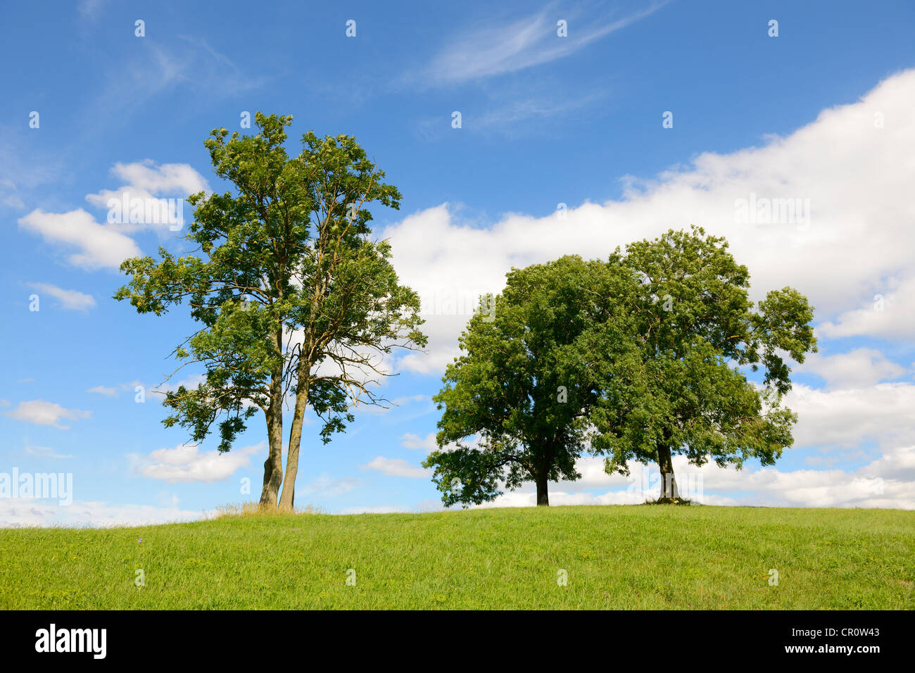 Deciduous leaf trees hi-res stock photography and images - Alamy
