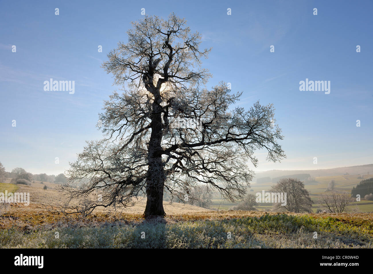 Oak trees quercus robur silhouette hi-res stock photography and images ...