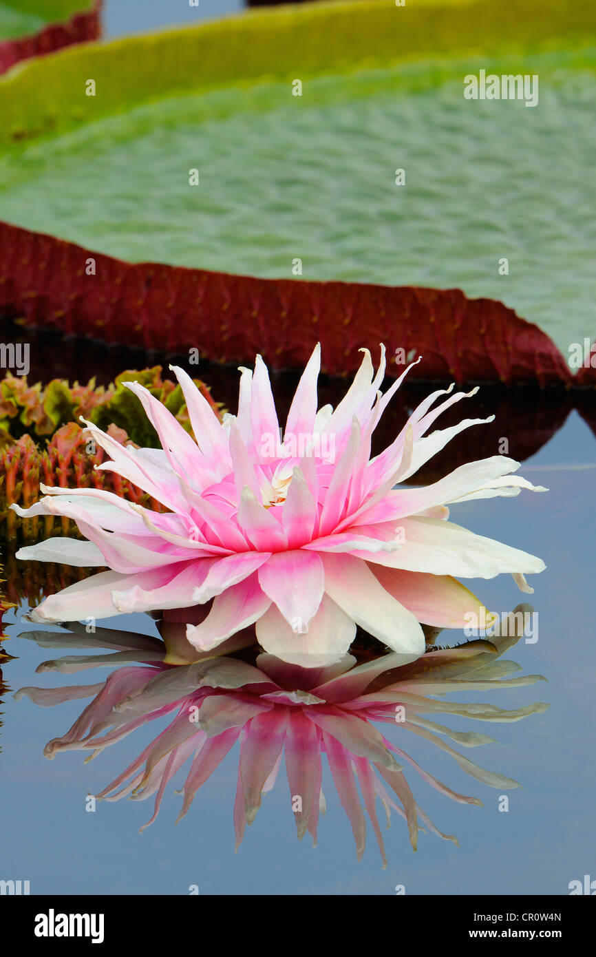Victoria amazonica hi-res stock photography and images - Alamy