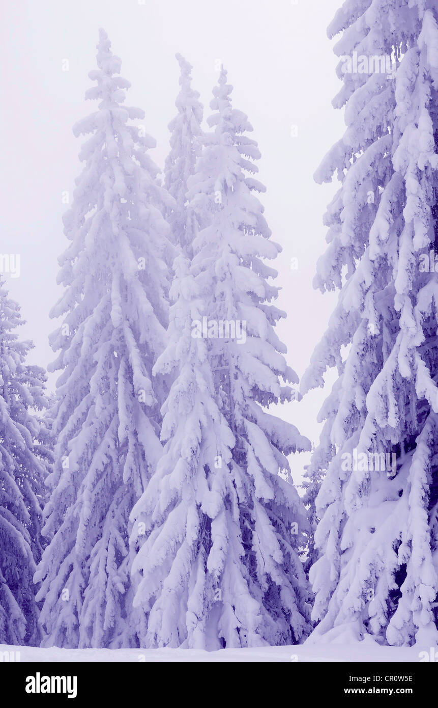 Snow-covered pine trees, Spruces (Picea abies) in a winter forest, near ...