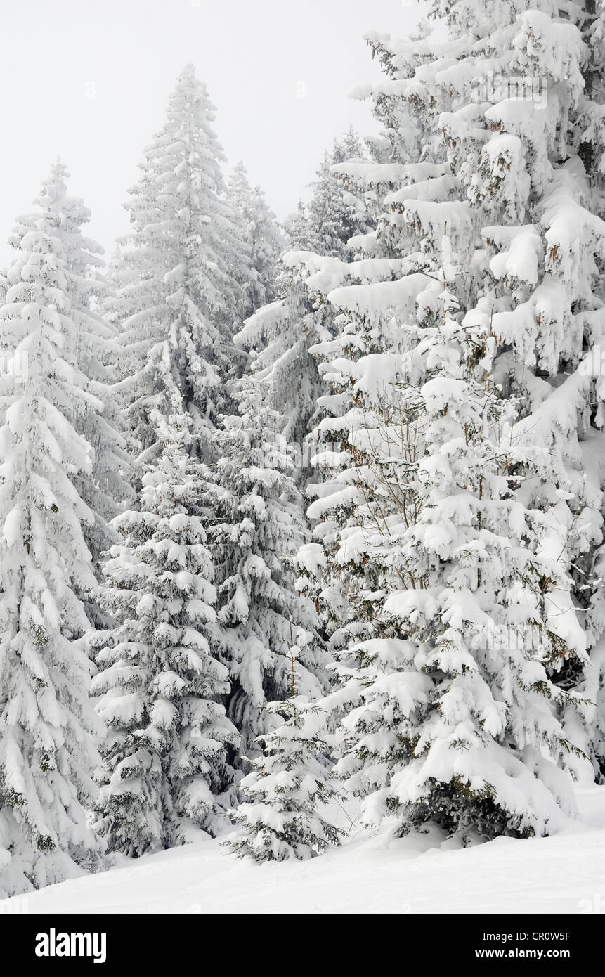 Snow-covered pine trees, Spruces (Picea abies) in a winter forest, near ...