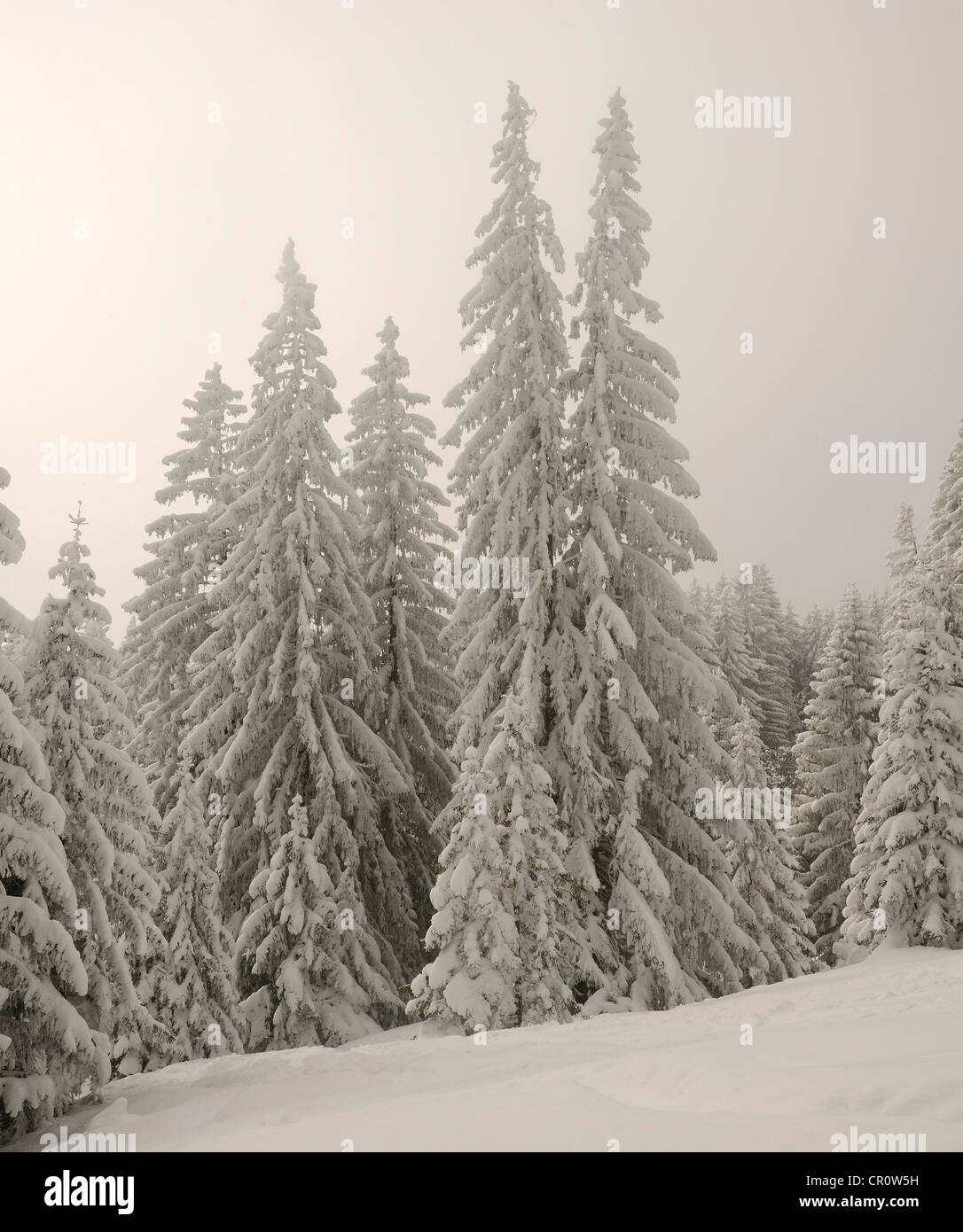 Snow-covered pine trees, Spruces (Picea abies) in a winter forest, near ...