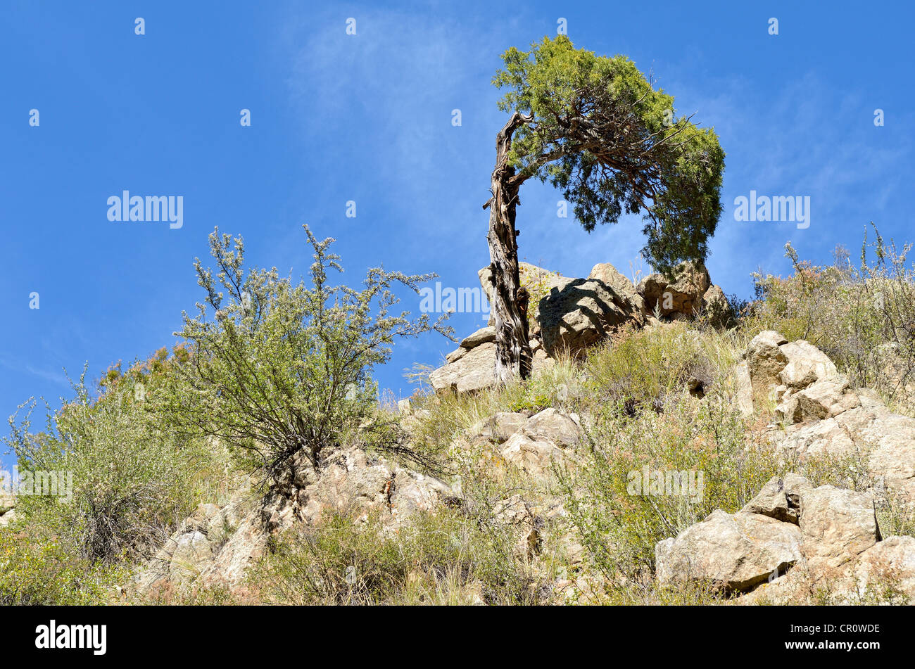 Wind blown tree hi-res stock photography and images - Alamy