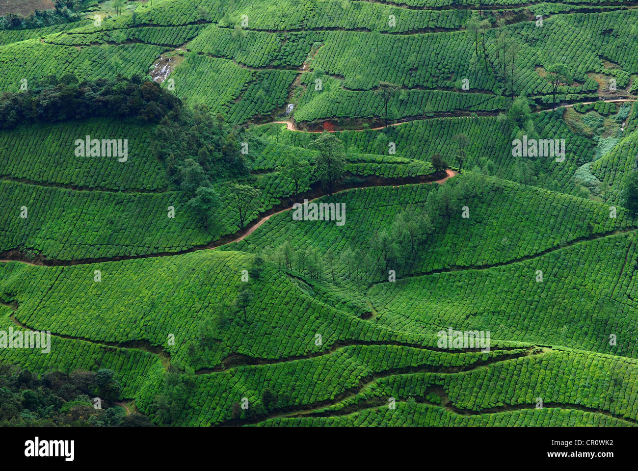 tea plantations of munnar,kerala, india. munnar is a hill station in ...