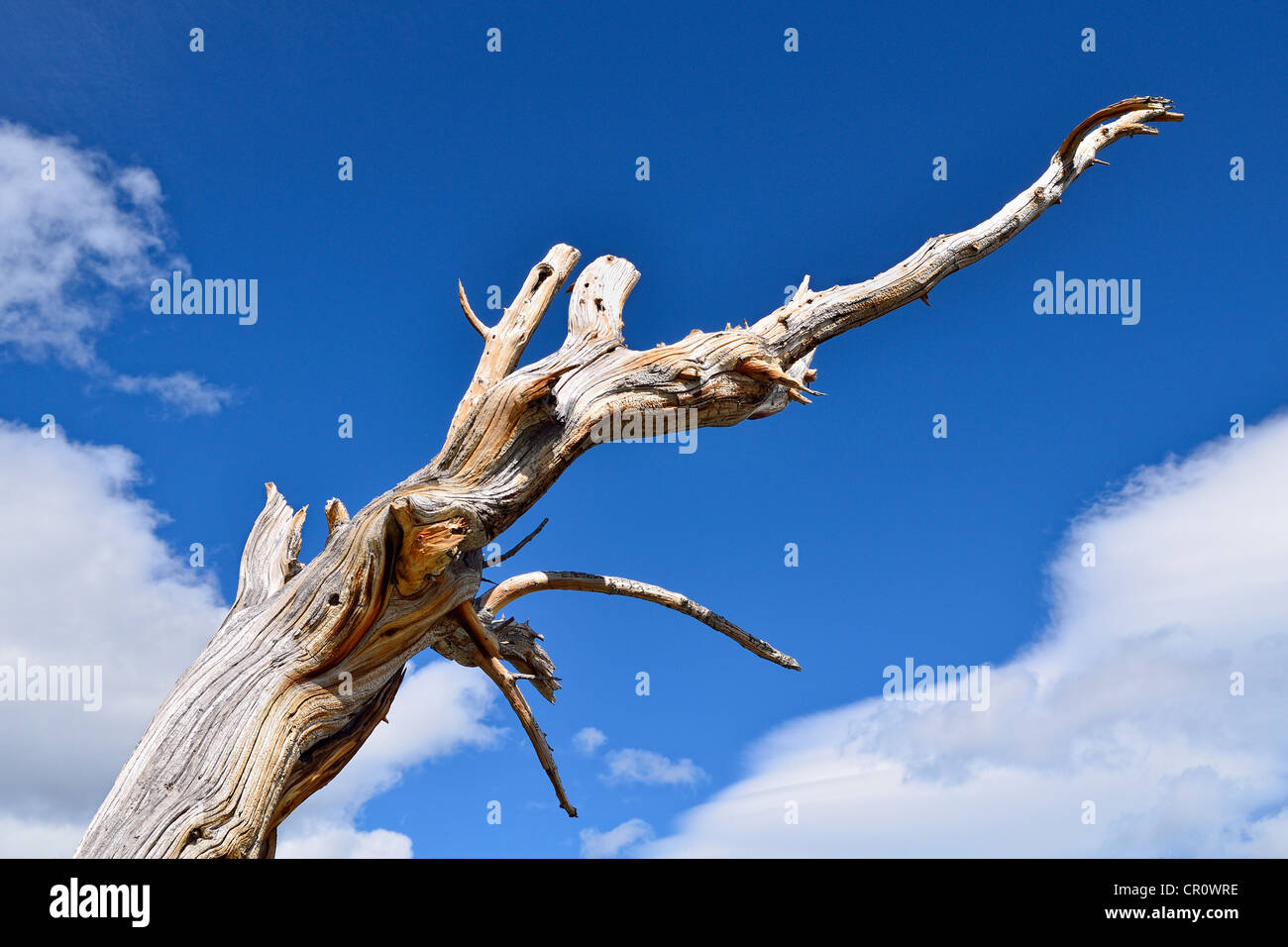 Great basin bristlecone pine hi-res stock photography and images - Alamy