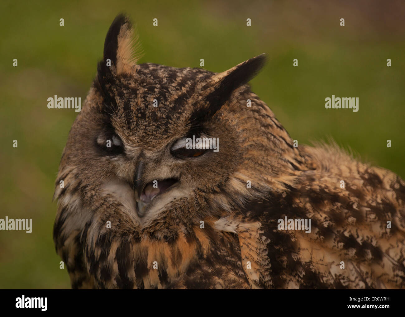 European owls hi-res stock photography and images - Alamy