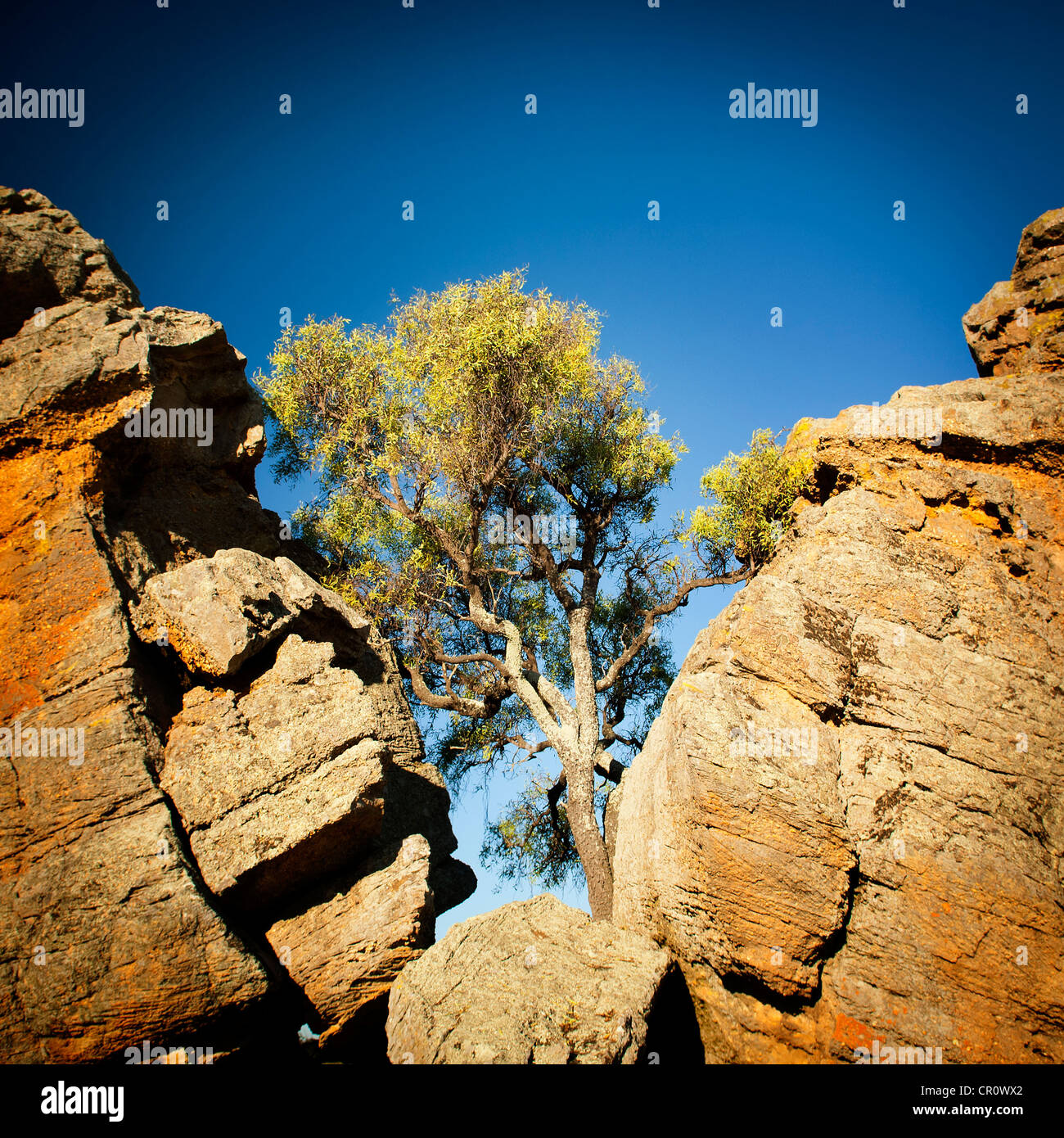 Tree grows through the middle of two rocks in Australia Stock Photo - Alamy