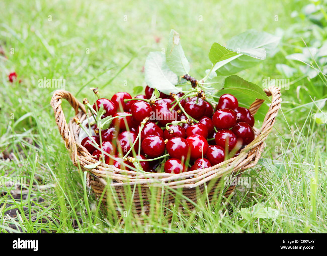Cherry grass fruit hi-res stock photography and images - Alamy