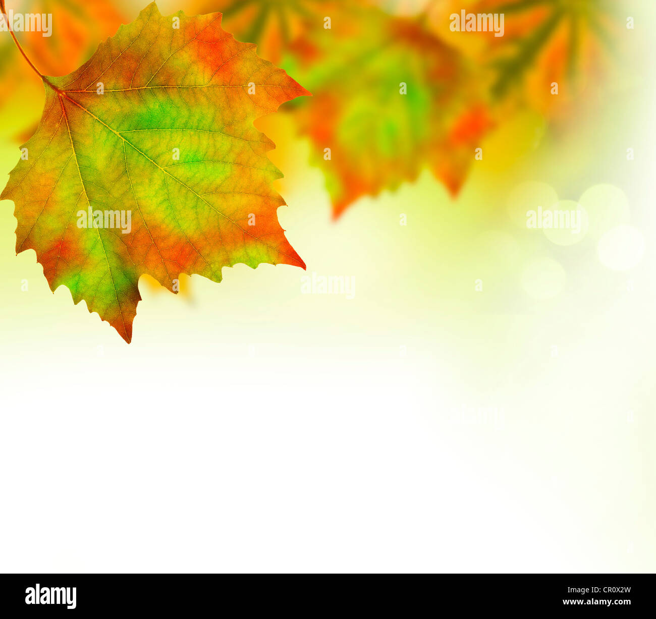 Fall leaf border hi-res stock photography and images - Alamy