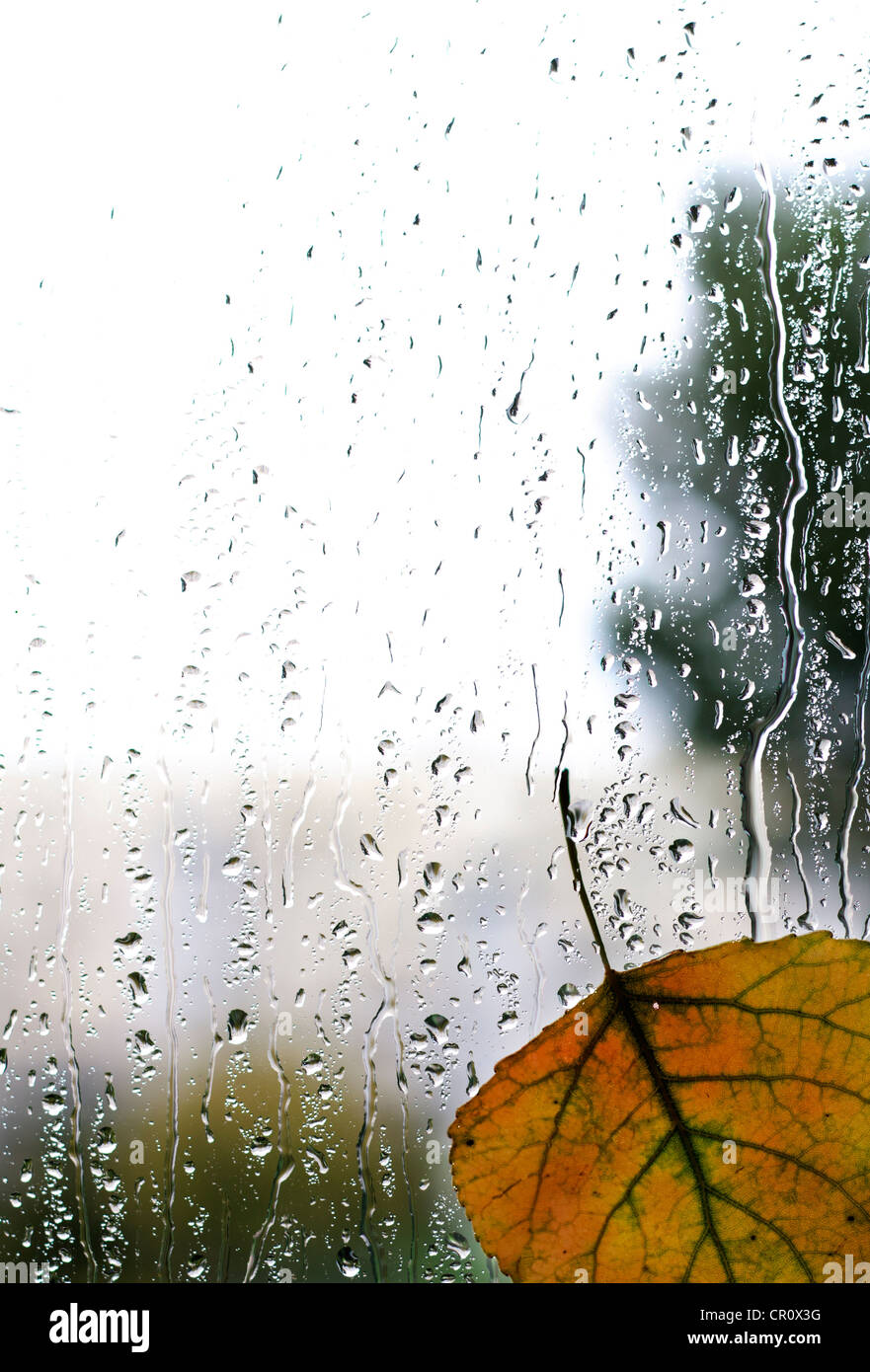Autumn rainy day on glass with leaf Stock Photo - Alamy