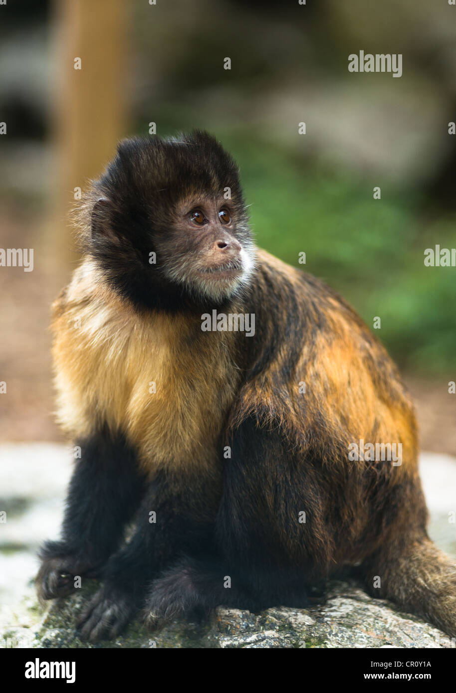Tufted capuchin monkey hi-res stock photography and images - Alamy