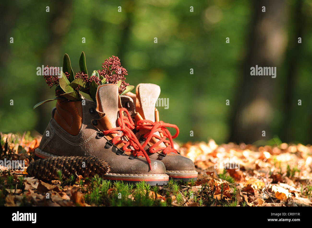 Hiking shoes in the forest Stock Photo - Alamy