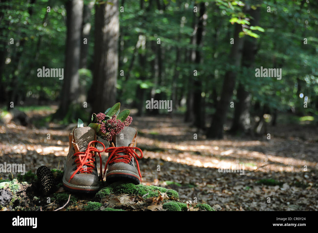 Hiking shoes in the forest Stock Photo - Alamy