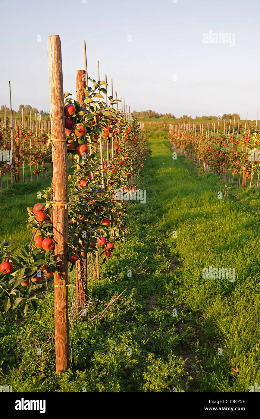 Red apples (Malus domestica) growing in an apple orchard, Altes Land ...