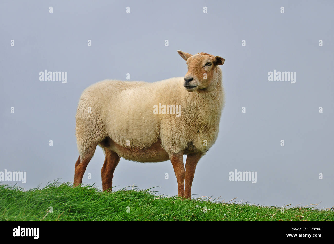 Domestic Sheep (Ovis orientalis Aries Stock Photo - Alamy