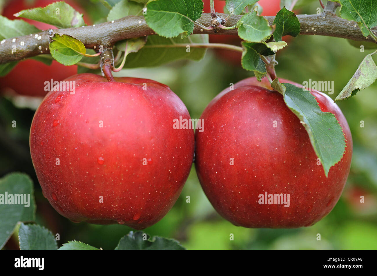Two red apples hi-res stock photography and images - Alamy