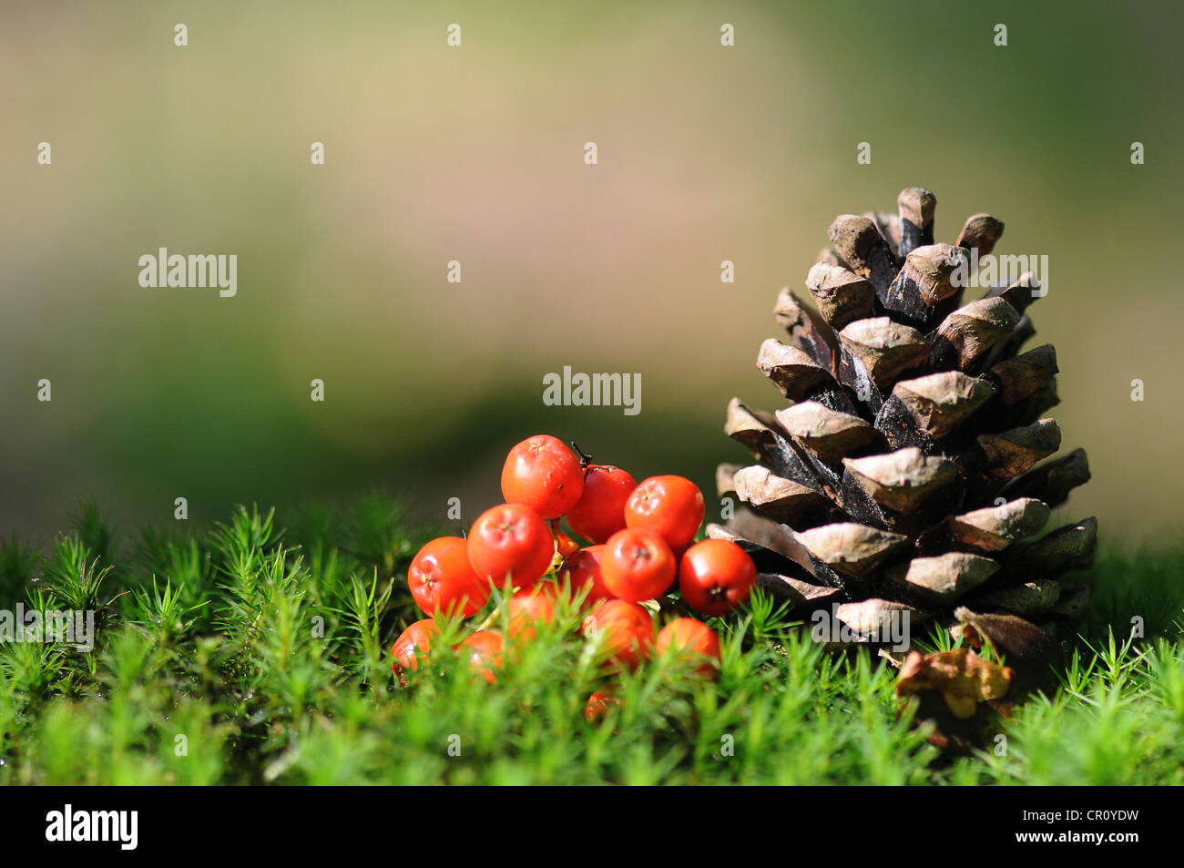 Autumn still life with Pine (Pinus) cones Stock Photo - Alamy