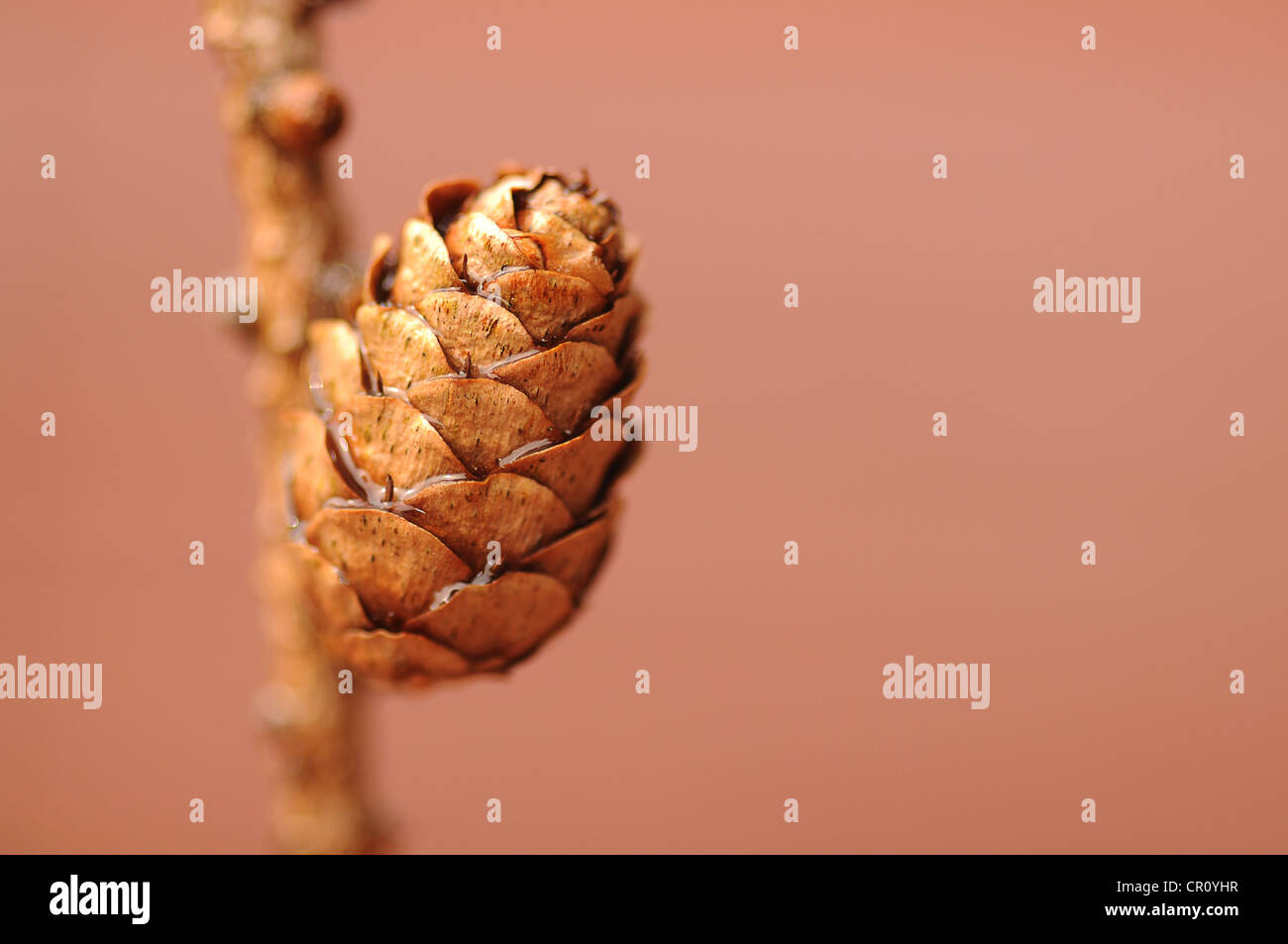 Pine cone, Scots pine (Pinus sylvestris), autumnal theme Stock Photo ...