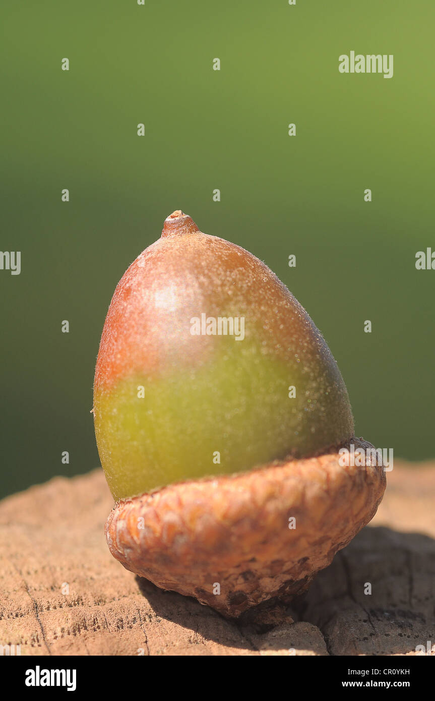 Acorn, autumnal theme Stock Photo - Alamy