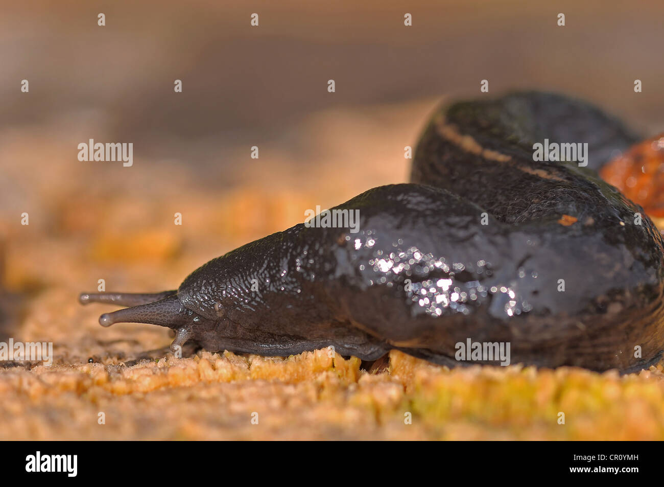 Black Keelback Slug (Limax cinereoniger) on a tree stump Stock Photo ...
