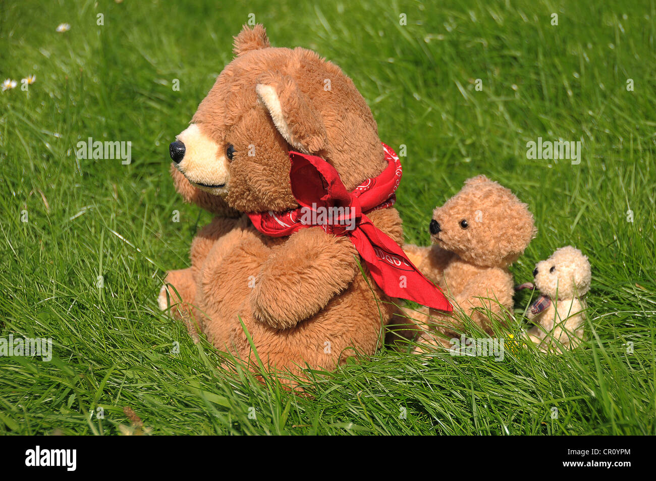 Bear family families hi-res stock photography and images - Alamy