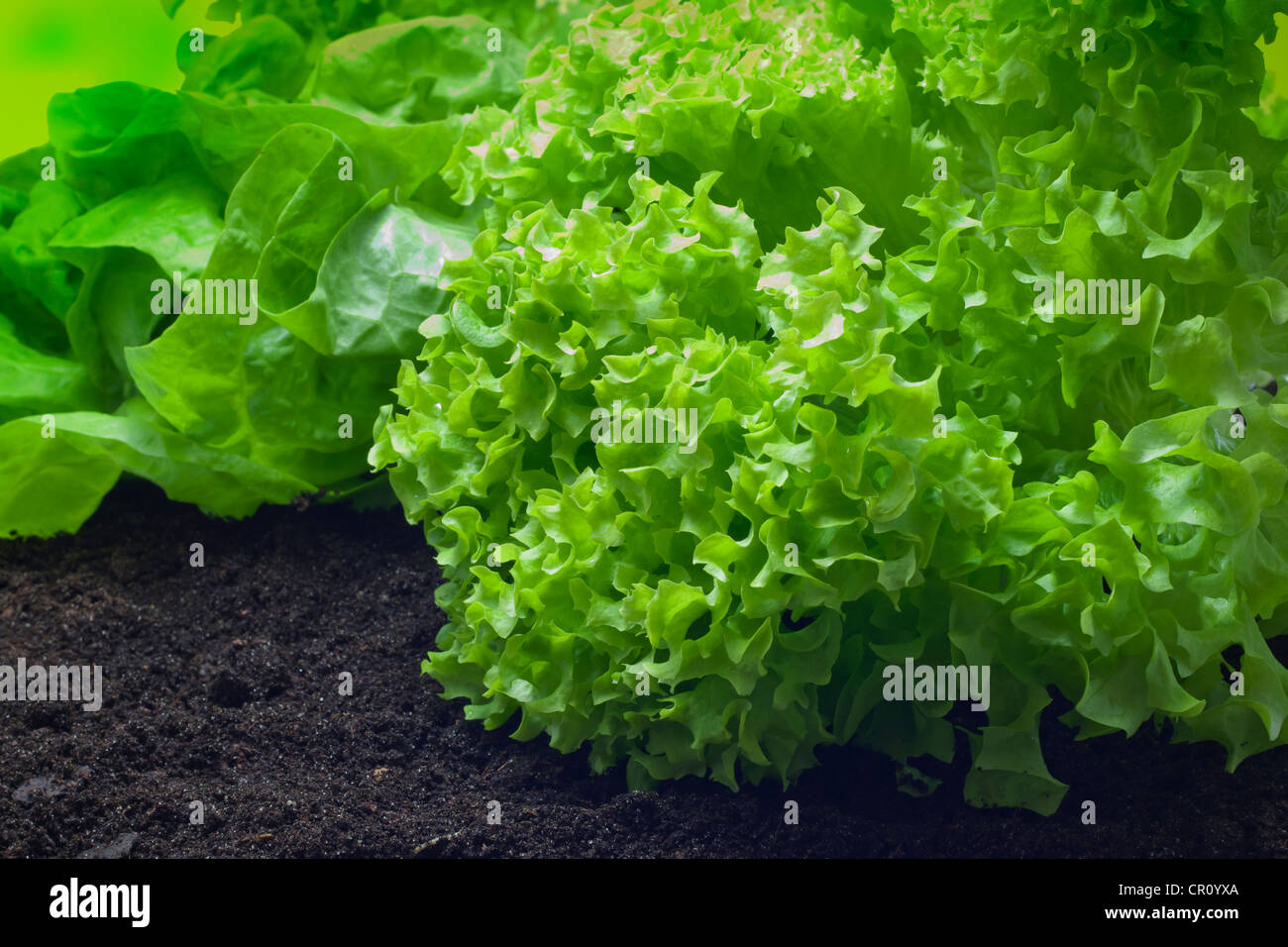 lettuce organic growing in the garden Stock Photo - Alamy