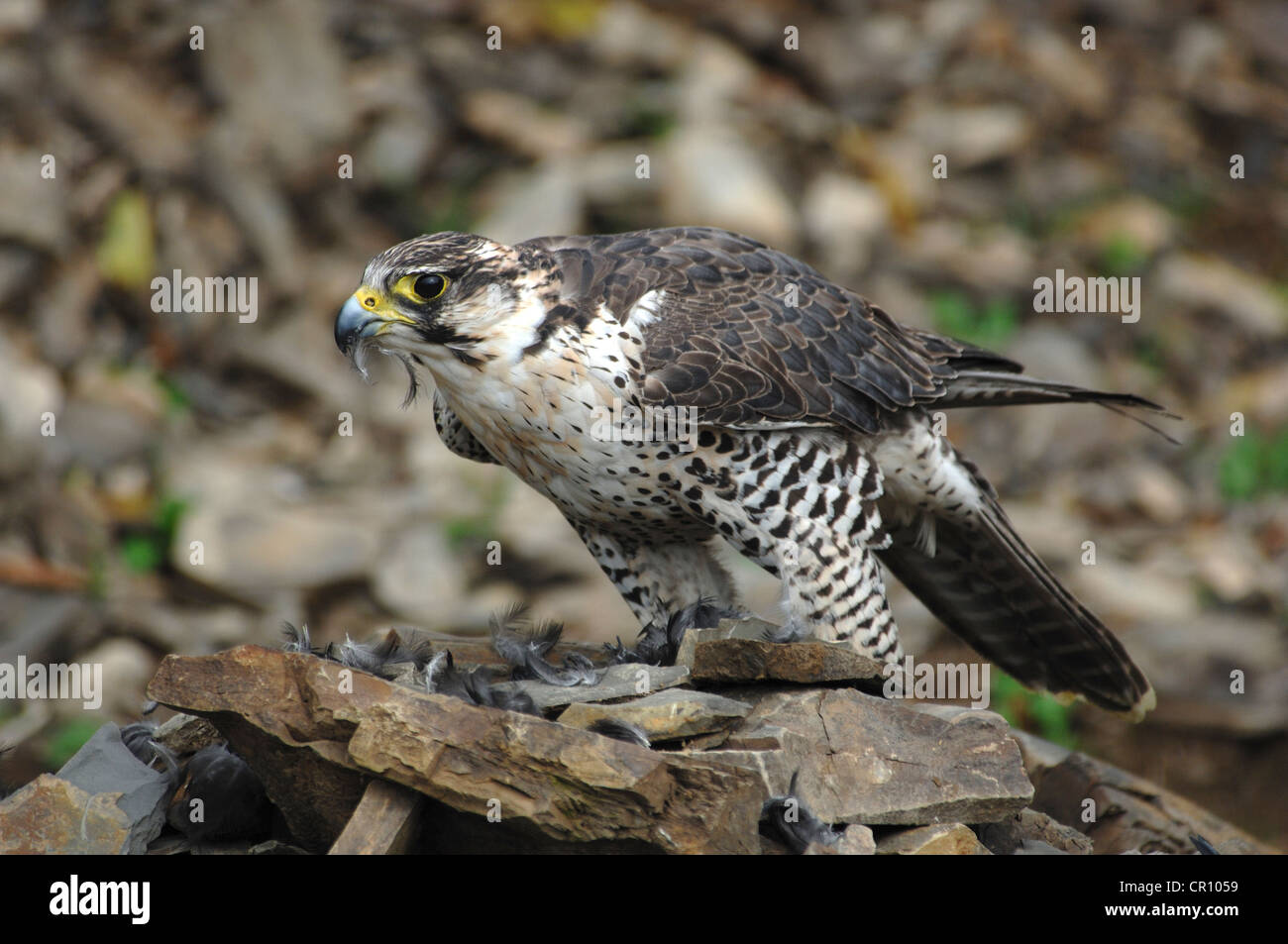 A juvenile peregrine falcon, a fast predator UK Stock Photo - Alamy