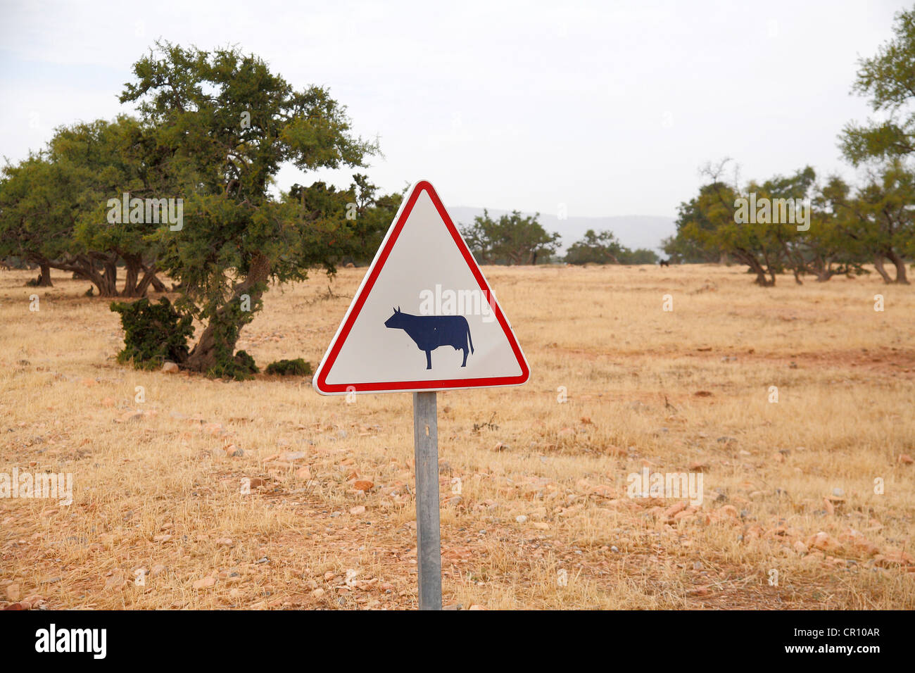 Cow road signs hi-res stock photography and images - Alamy