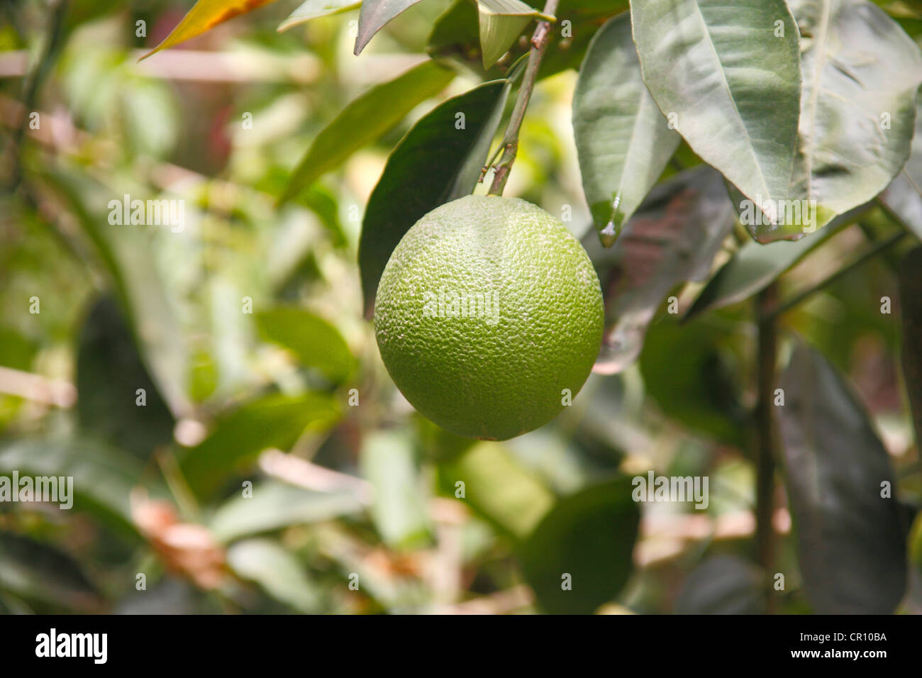 Food closeups lime hi-res stock photography and images - Alamy