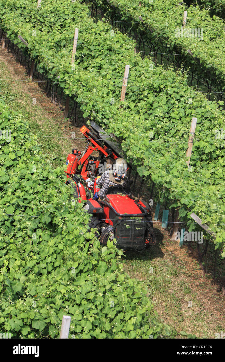 Leaf removal machine at work in vineyard Stock Photo - Alamy