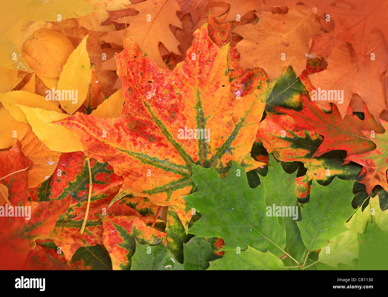 Creative leaves hi-res stock photography and images - Alamy
