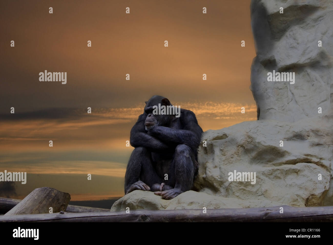 Monkey evolution hi-res stock photography and images - Alamy