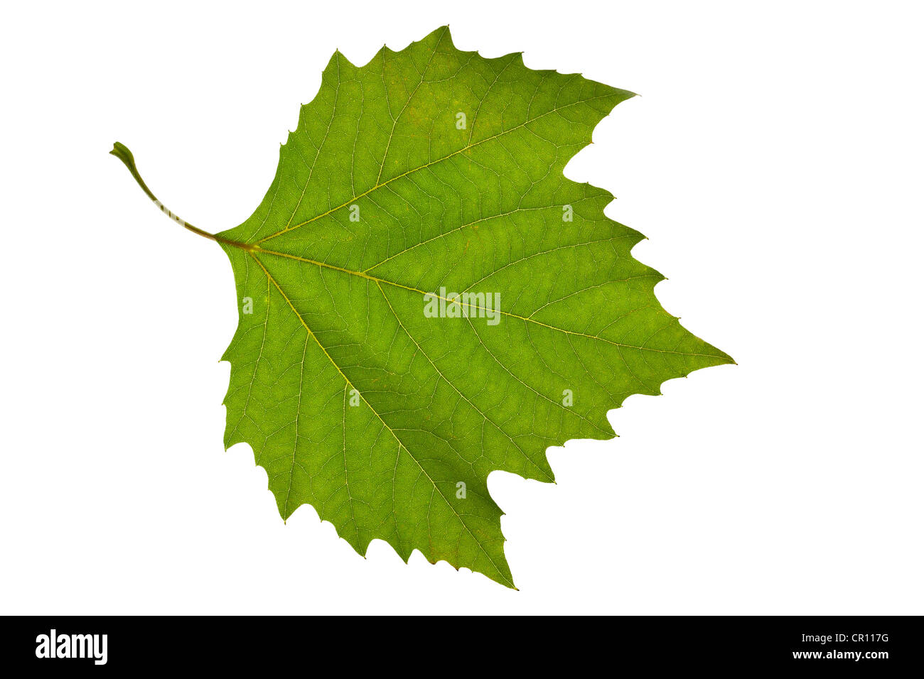 green leaf maple plane-tree isolated Stock Photo - Alamy