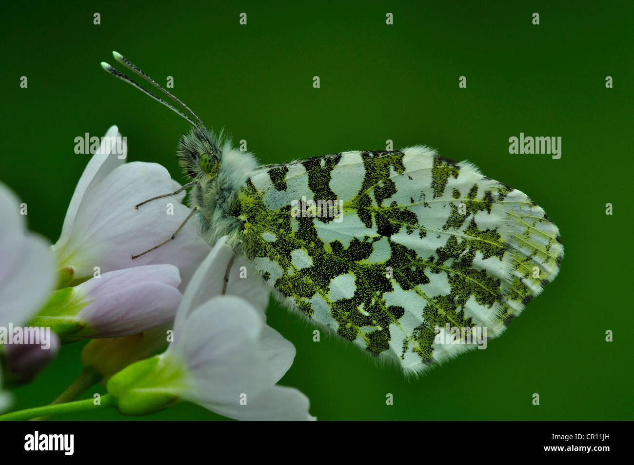 Winged tips hi-res stock photography and images - Alamy