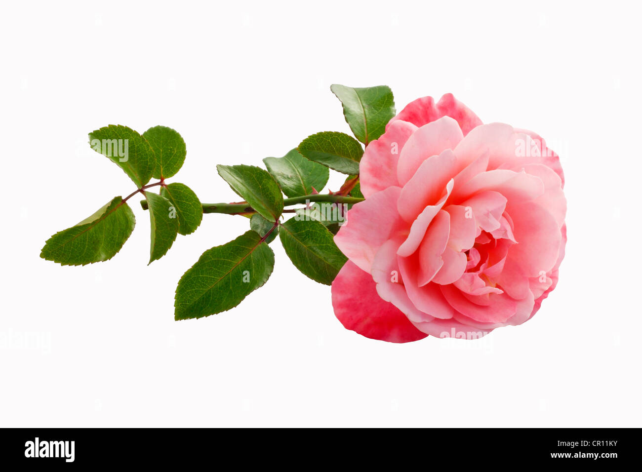 Green leaves rose plant Cut Out Stock Images & Pictures - Alamy