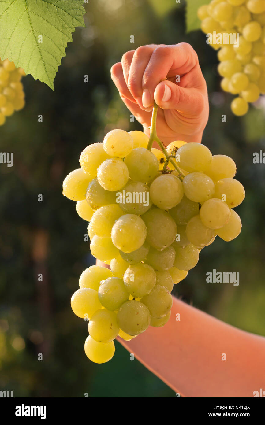 hand holding ripe grapes in vineyard Stock Photo - Alamy